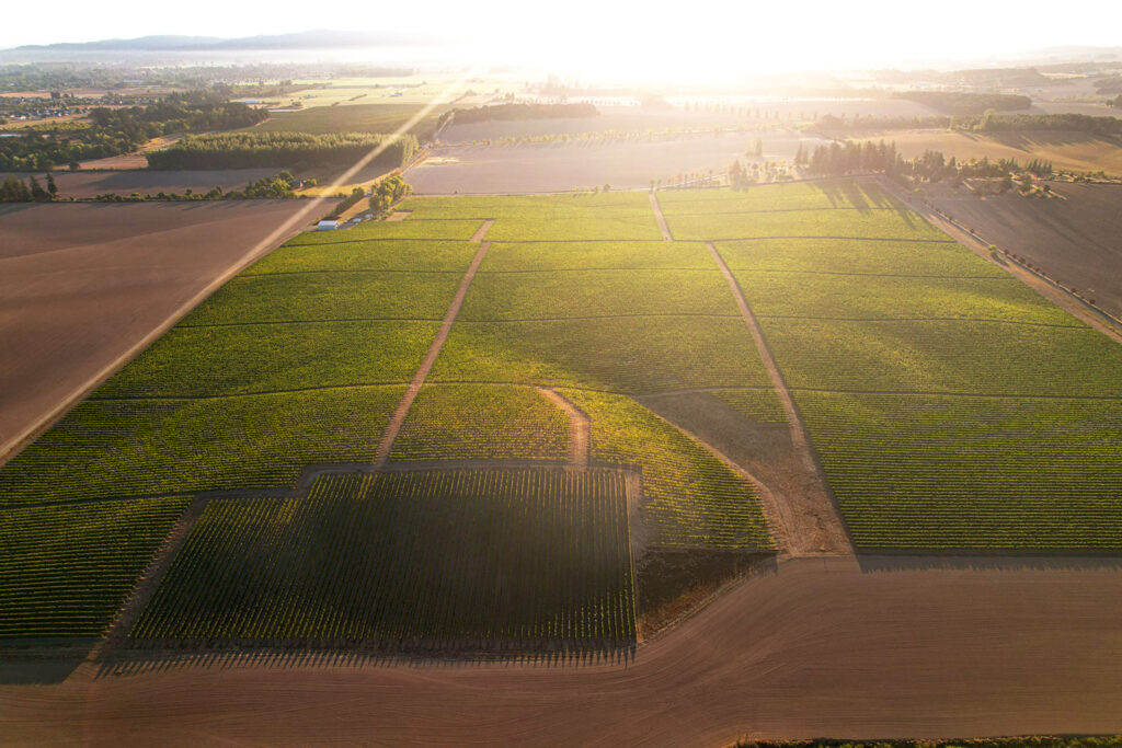 NW Wine Company - Willamette Valley, Oregon | Vineyards